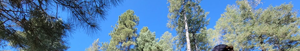 Walker Webcams – Walkerfire.org